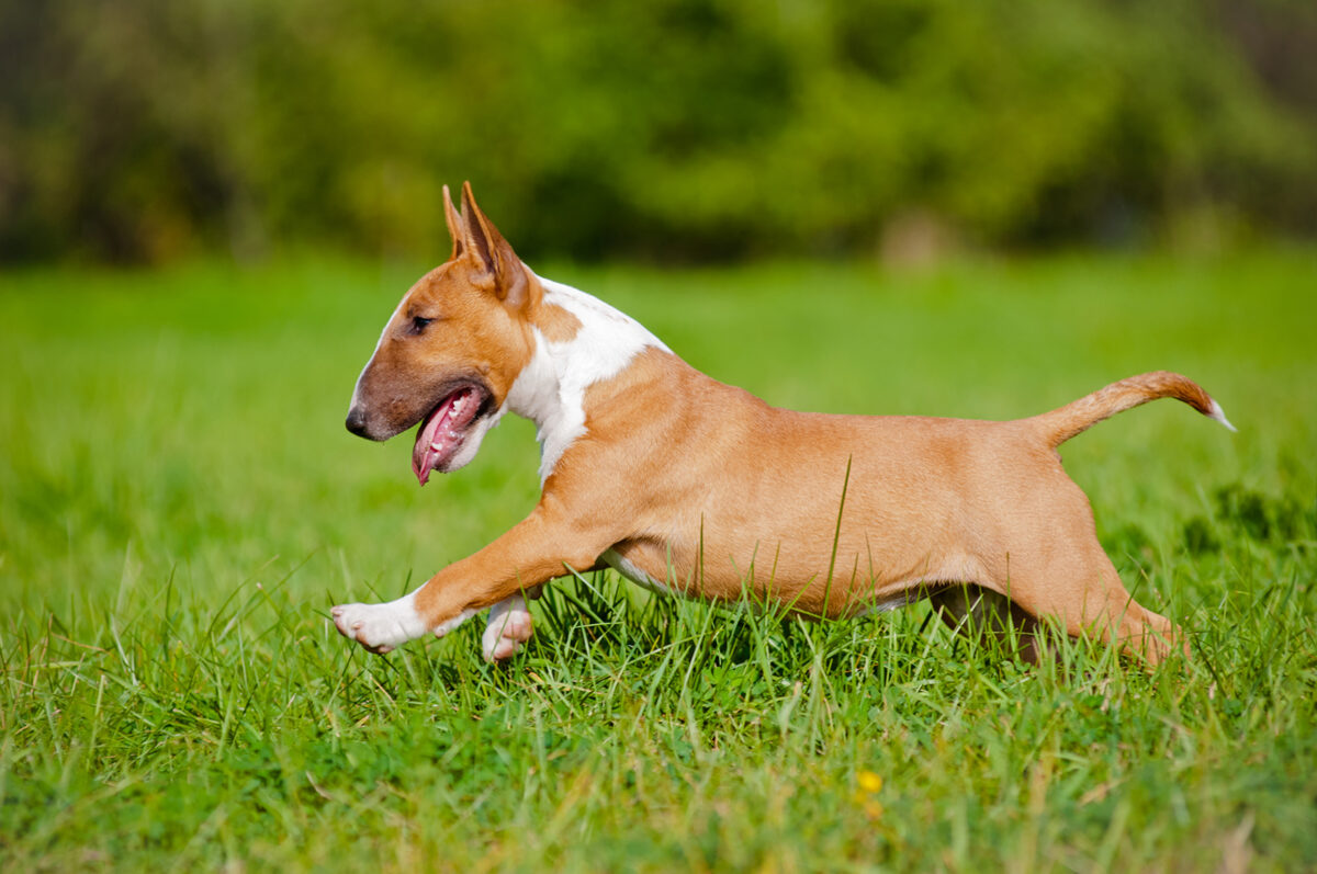 5 Bull Terrier Colors You Need To Know About