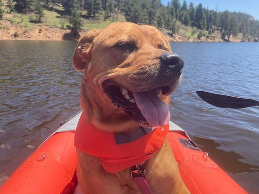 Rottweiler Colors: Do Rotties Only Come In Black And Mahogany?