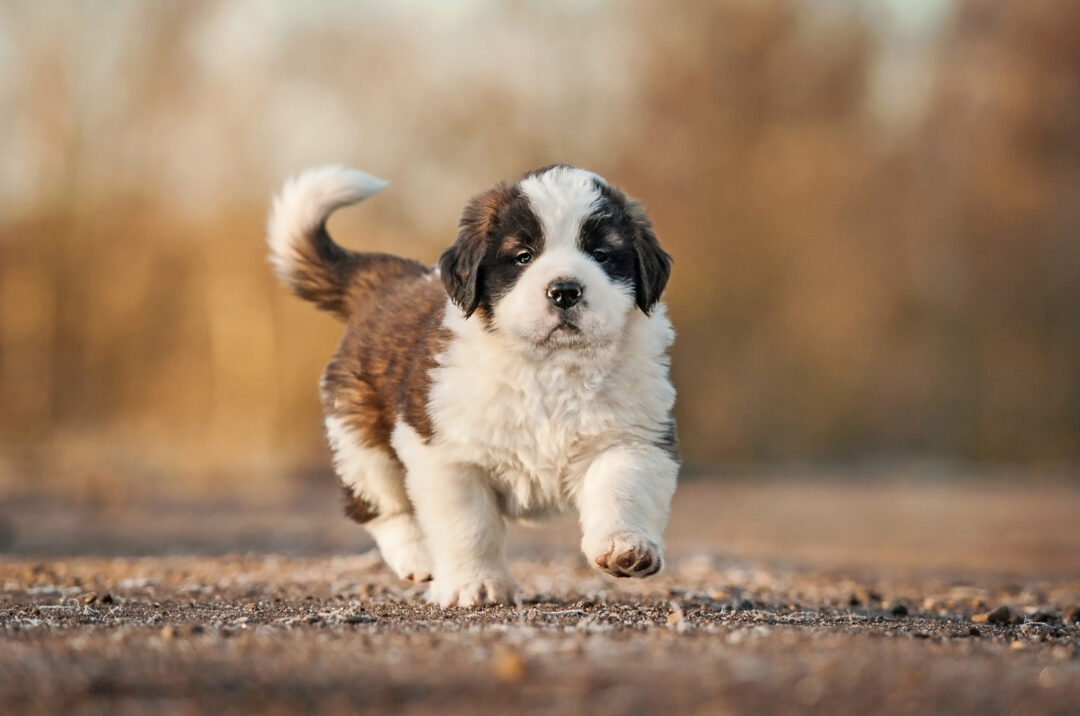 The 6 Best Saint Bernard Breeders In The US