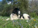22 Amazing Newfoundland Mixes: Meet The Hairy Giants