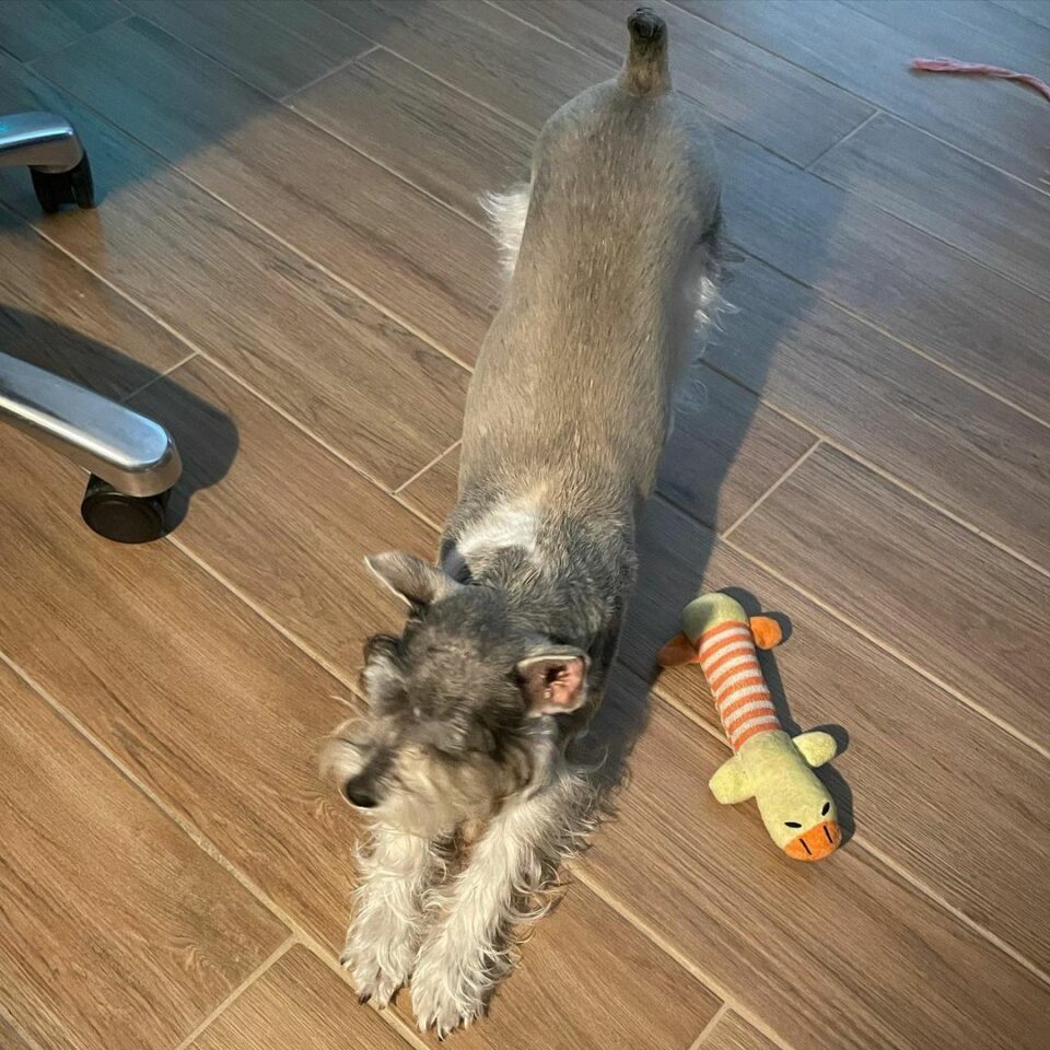 19 Schnauzer Colors Your Heart Is Longing For (With Pics)