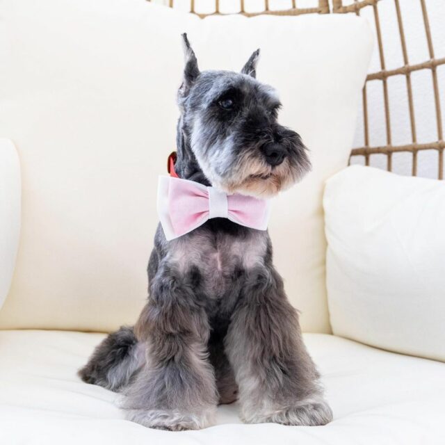 19 Schnauzer Colors Your Heart Is Longing For (With Pics)