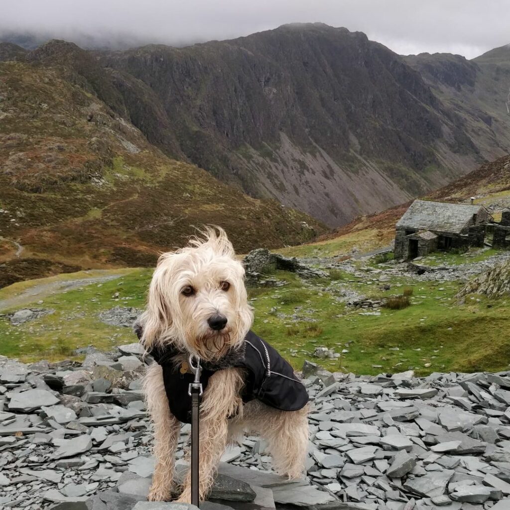 These 50 Schnauzer Mixes Will Make You Want One ASAP