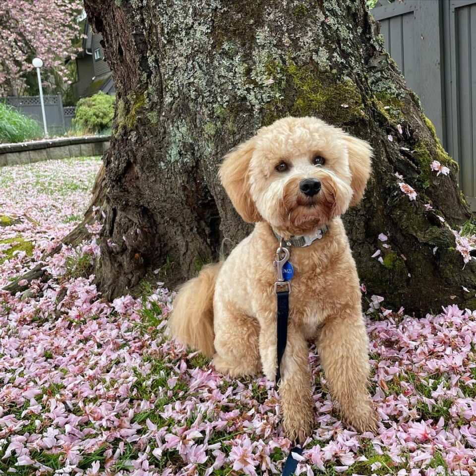 These 50 Schnauzer Mixes Will Make You Want One ASAP
