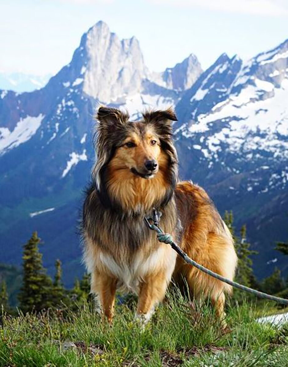 The Top 40 Shetland Sheepdog Mixes You Will Adore