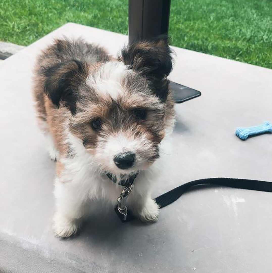 The Top 40 Shetland Sheepdog Mixes You Will Adore