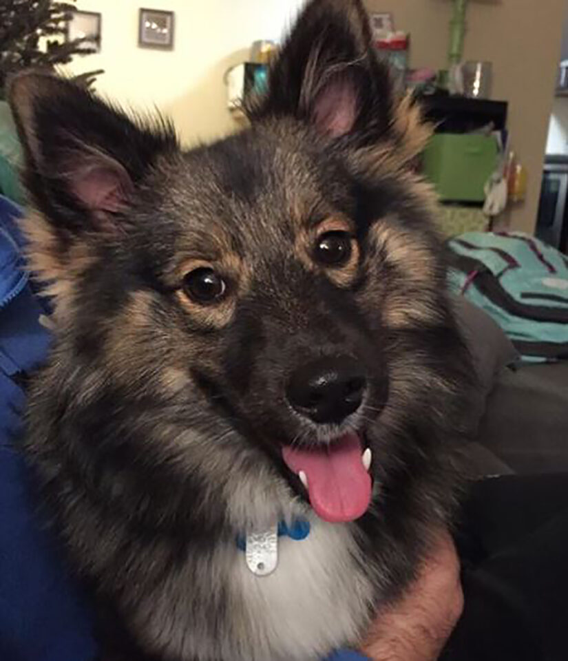 The Top 40 Shetland Sheepdog Mixes You Will Adore