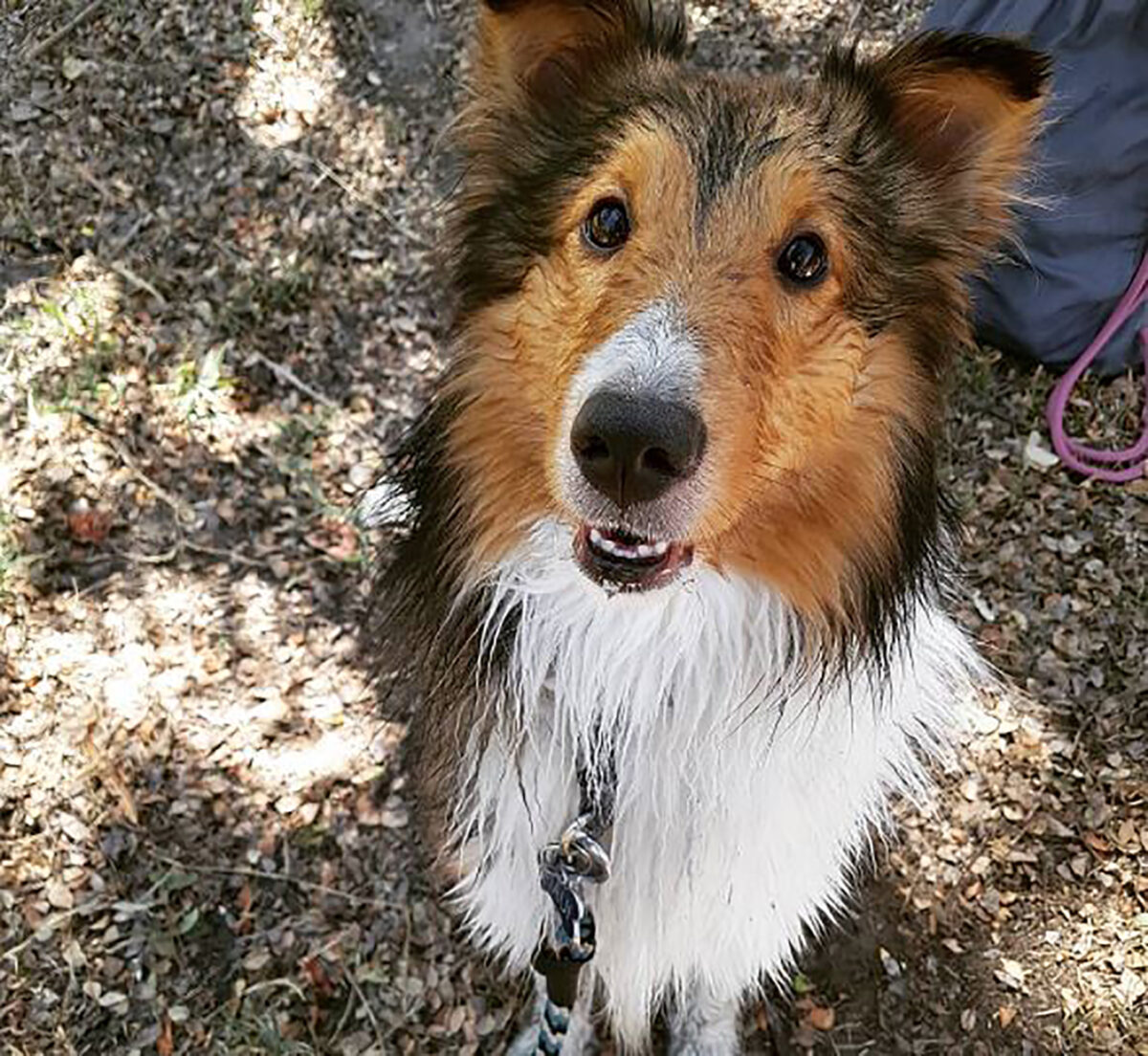 The Top 40 Shetland Sheepdog Mixes You Will Adore