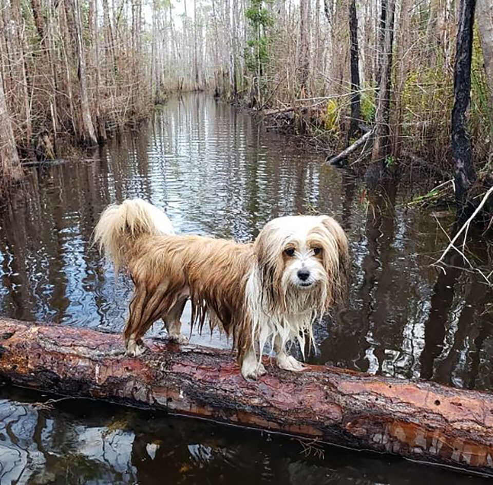 The Top 40 Shetland Sheepdog Mixes You Will Adore