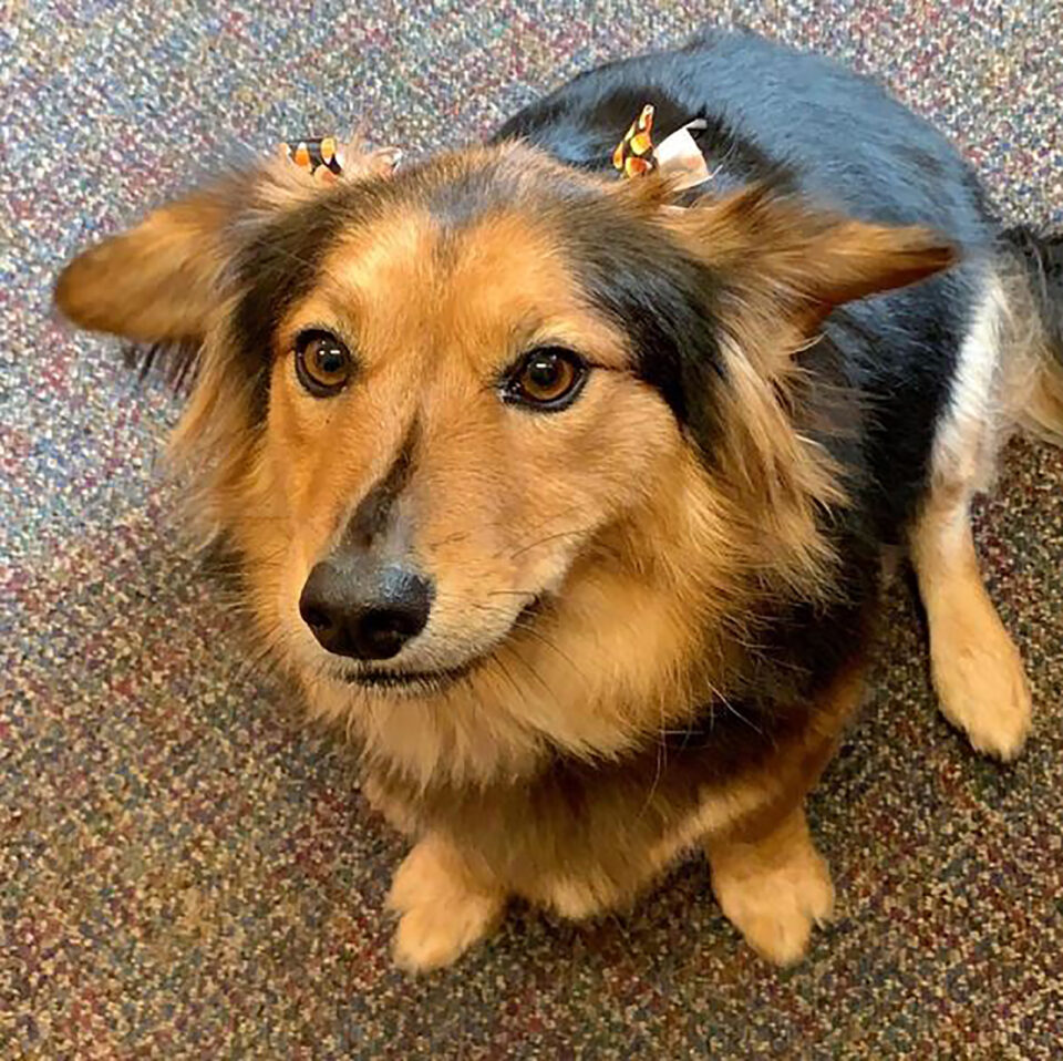 The Top 40 Shetland Sheepdog Mixes You Will Adore