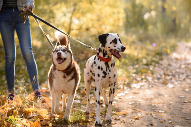 Dalmatian Husky Mix: Meet The Dalusky