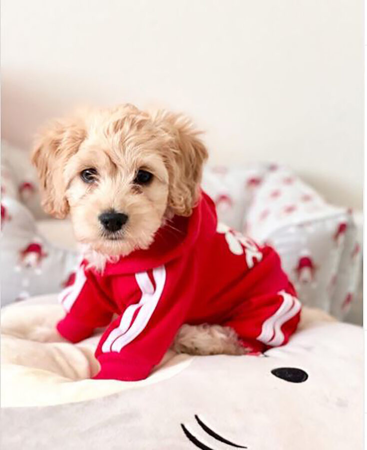 Maltese Mixes: 29 Gorgeous Maltese Hybrid Dogs