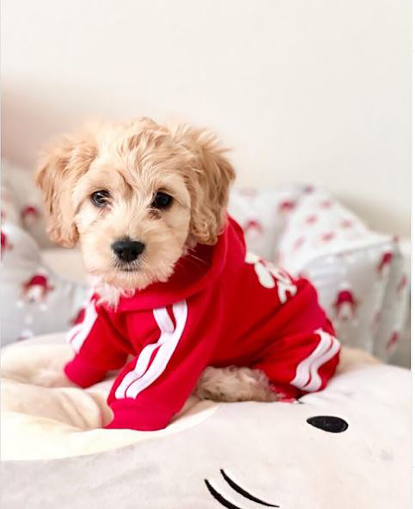 Maltese Mixes: 29 Gorgeous Maltese Hybrid Dogs