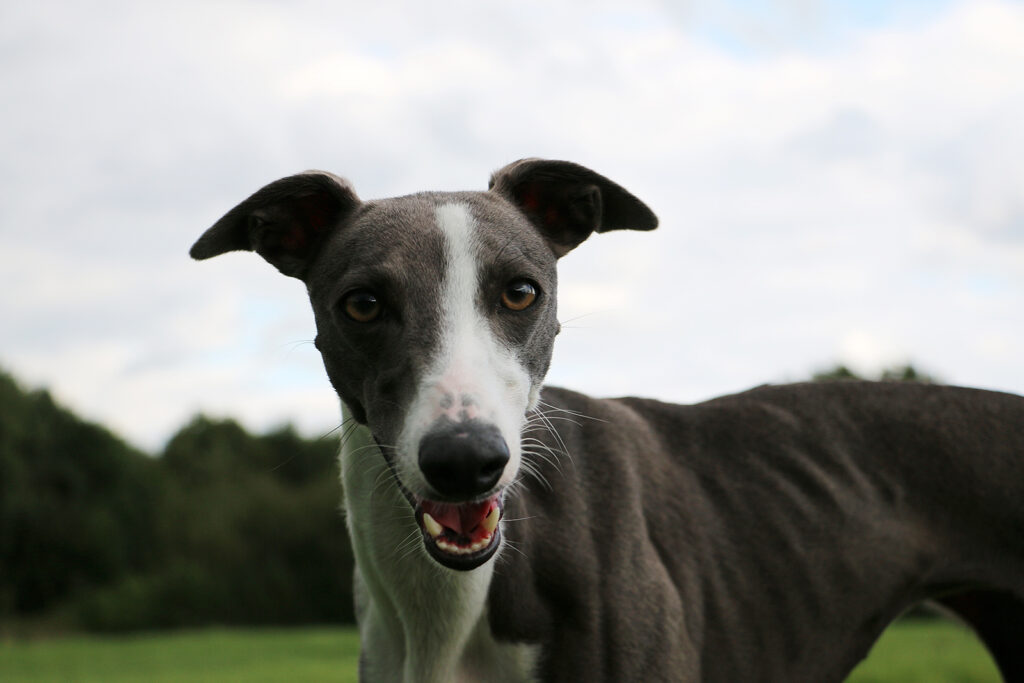 10+ Whippet Colors: Everything You Need To Know