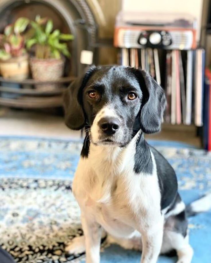 29 Springer Spaniel Mixes You Won’t Be Able To Resist