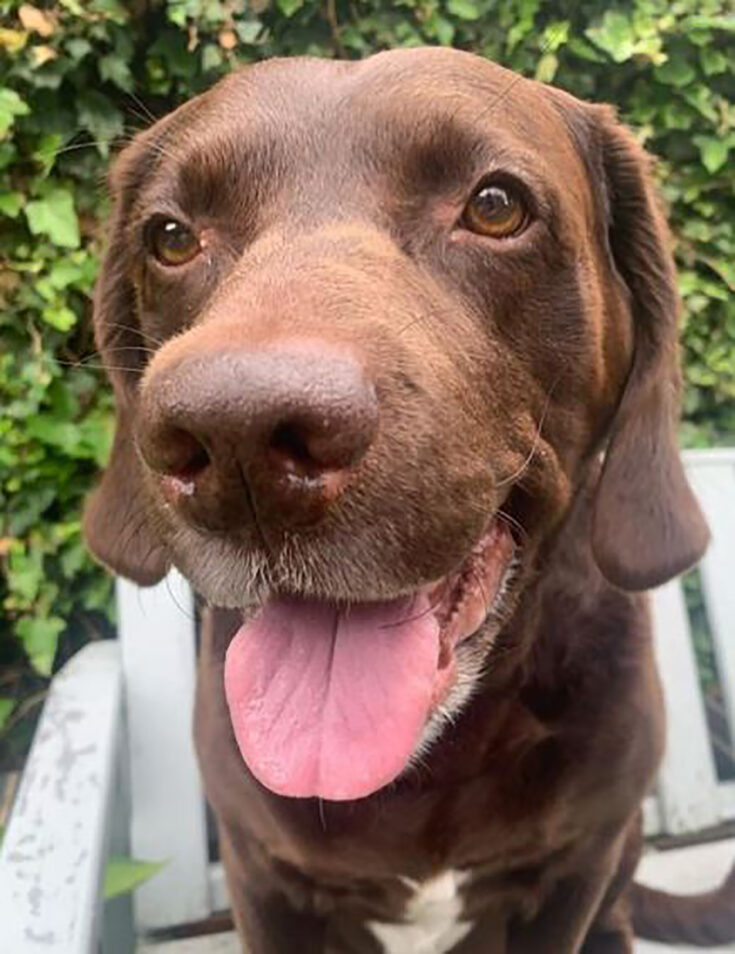 29 Springer Spaniel Mixes You Won’t Be Able To Resist