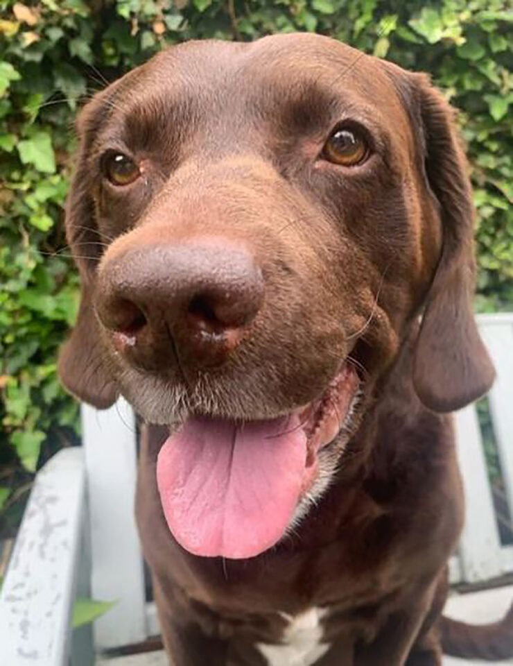 29 Springer Spaniel Mixes You Won’t Be Able To Resist