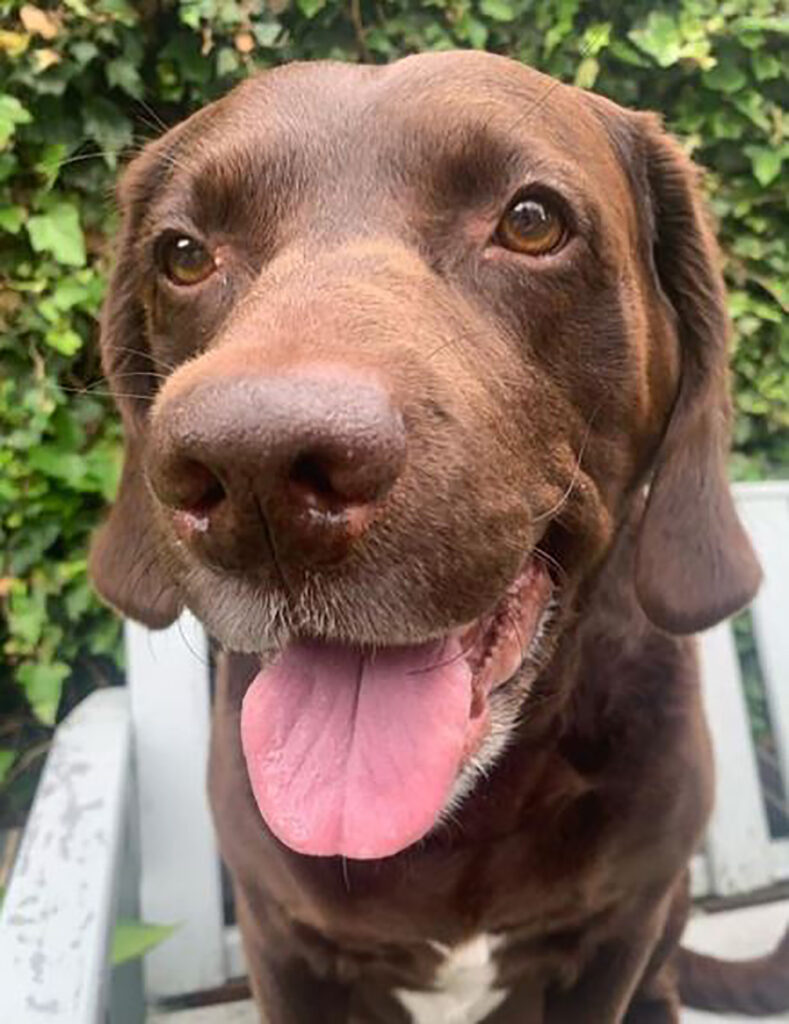 29 Springer Spaniel Mixes You Won’t Be Able To Resist