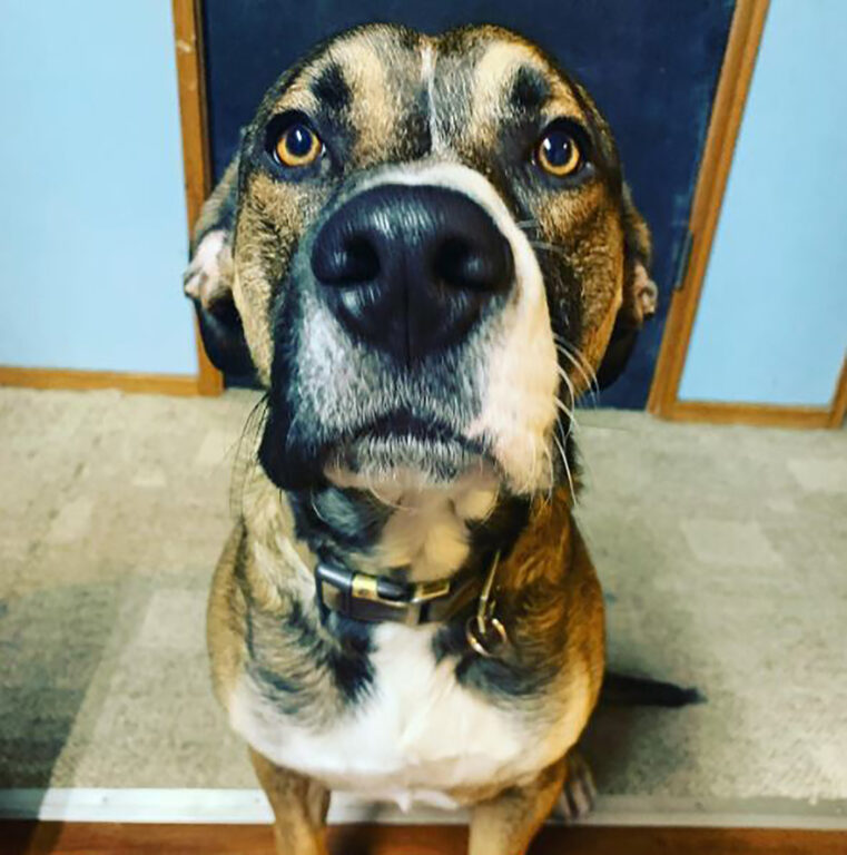 29 Springer Spaniel Mixes You Won’t Be Able To Resist