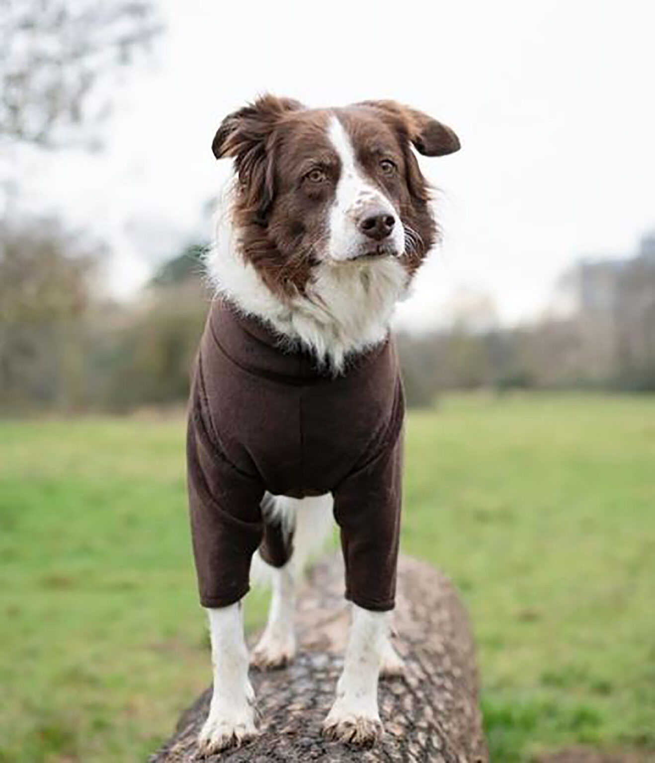 29 Springer Spaniel Mixes You Won’t Be Able To Resist