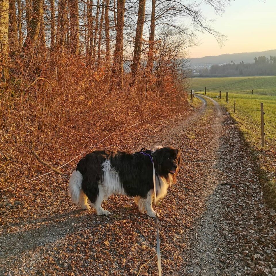 22 Amazing Newfoundland Mixes: Meet The Hairy Giants