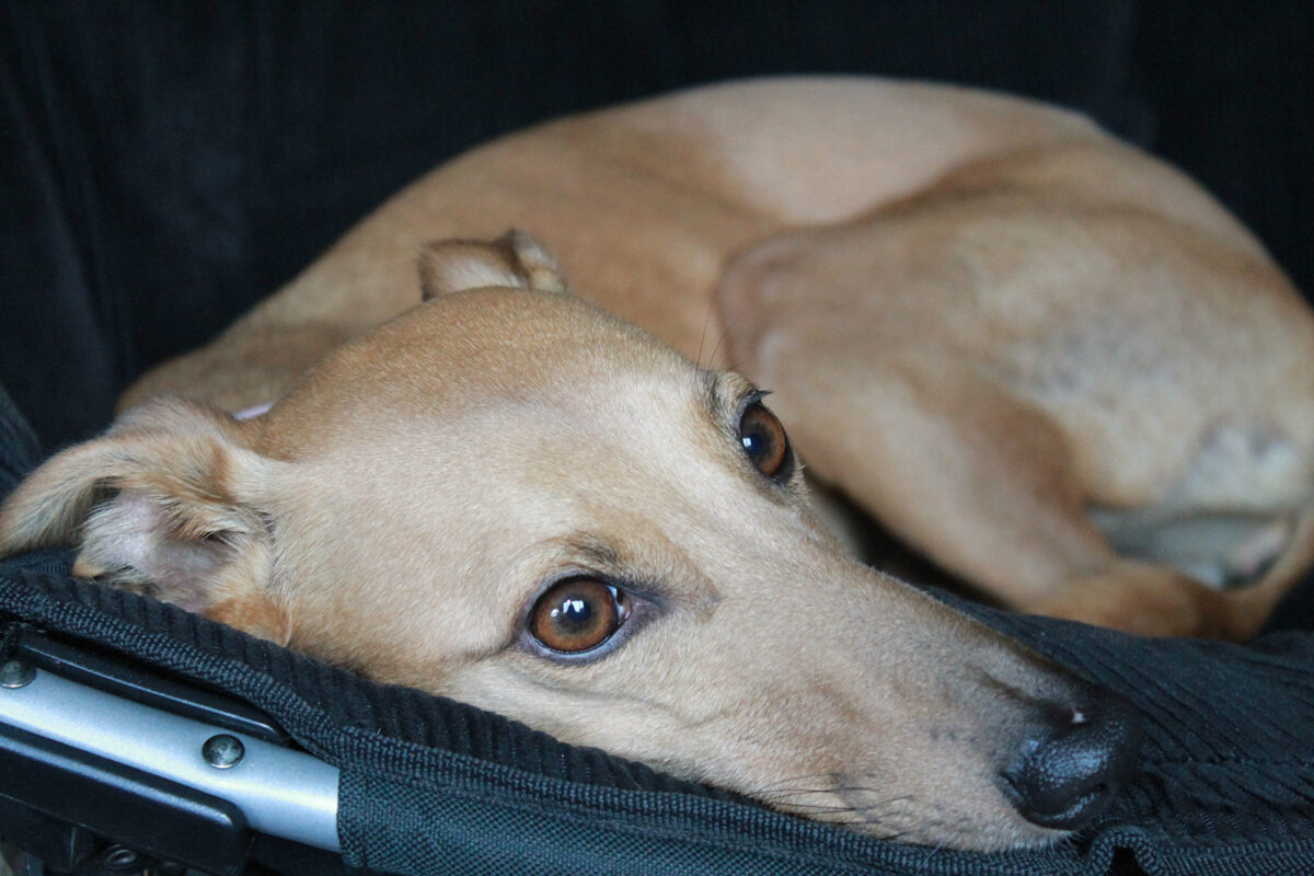 10+ Whippet Colors: Everything You Need To Know