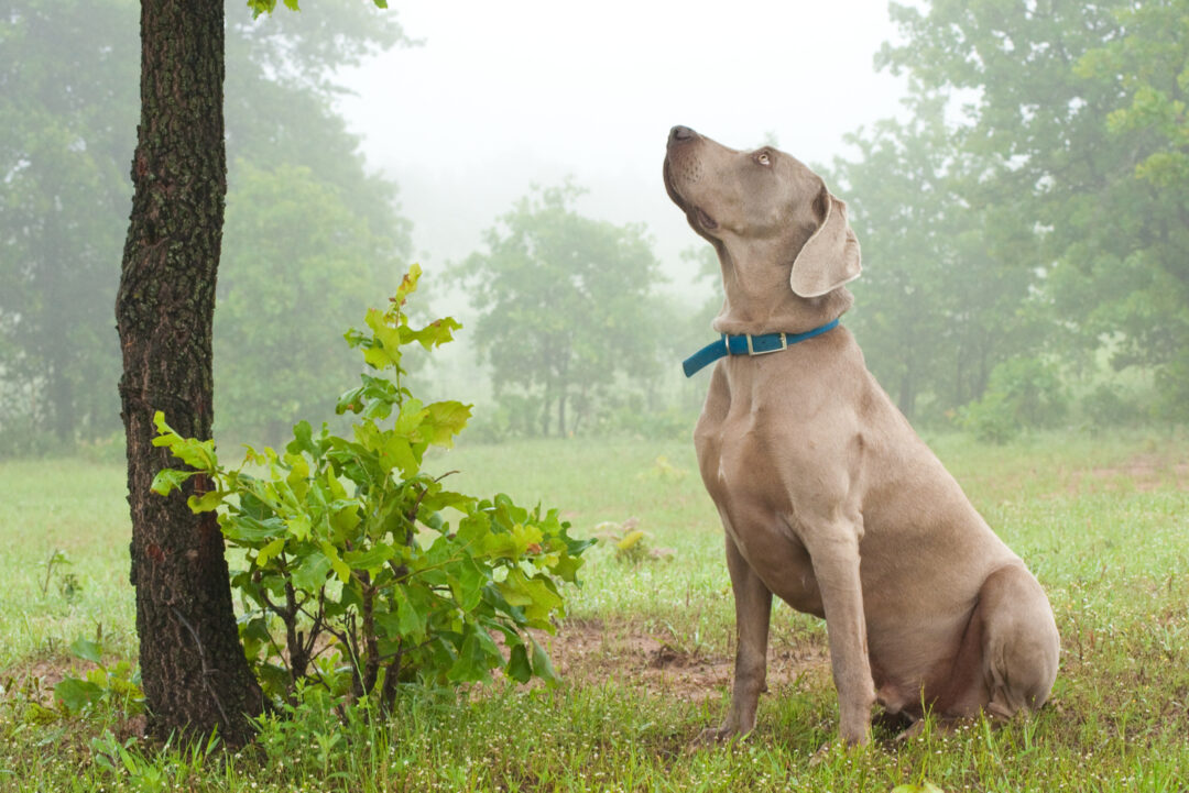 Dog Colors 101: An Introduction To Doggy Shades And Patterns - PupVine