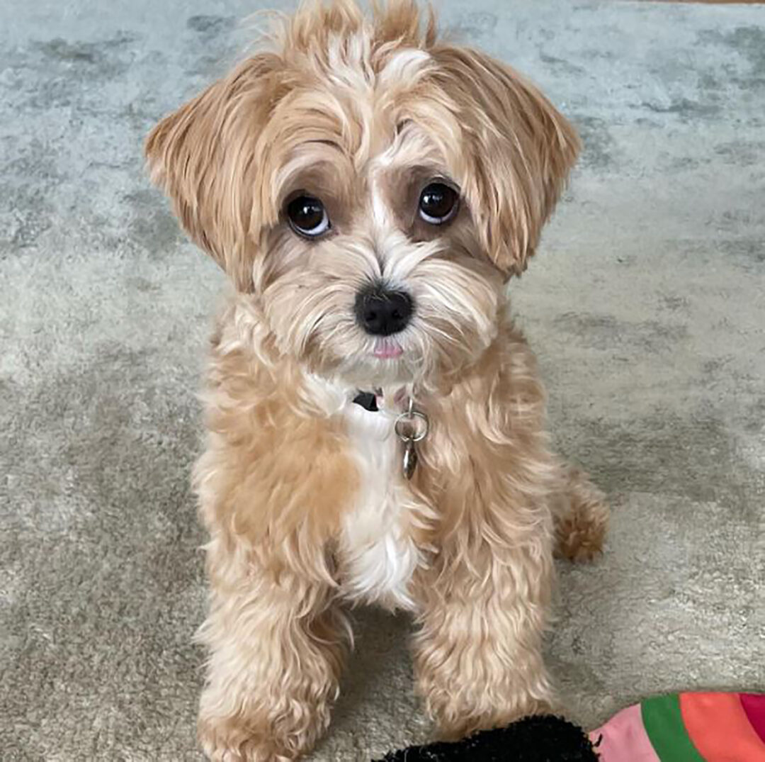 Maltipoo Colors: Everything You Need To Know