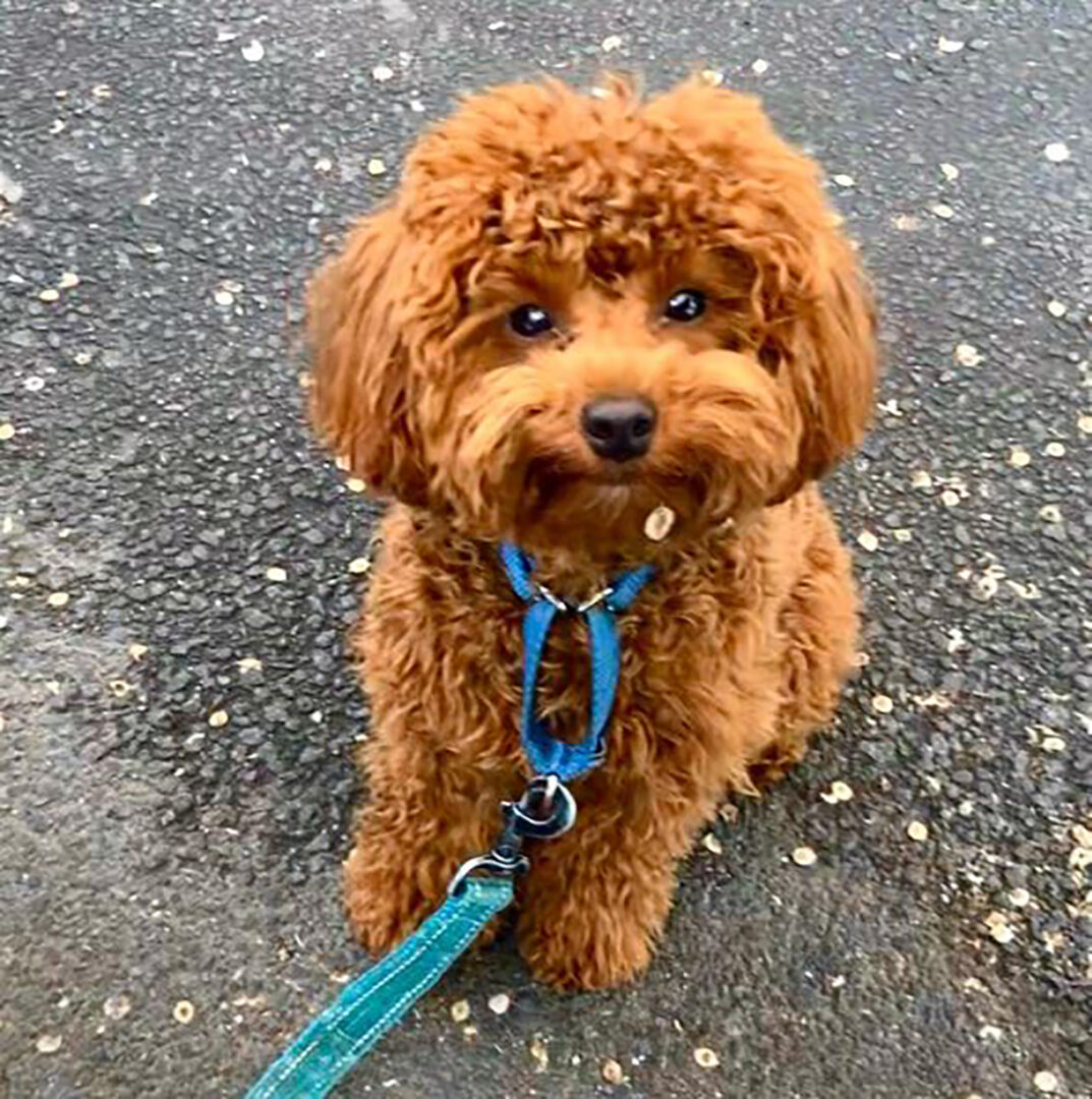 Maltipoo Colors: Everything You Need To Know