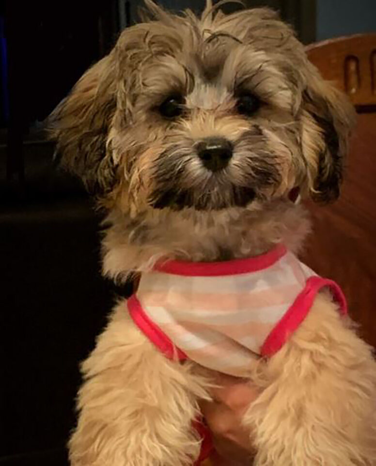 Maltipoo Colors: Everything You Need To Know