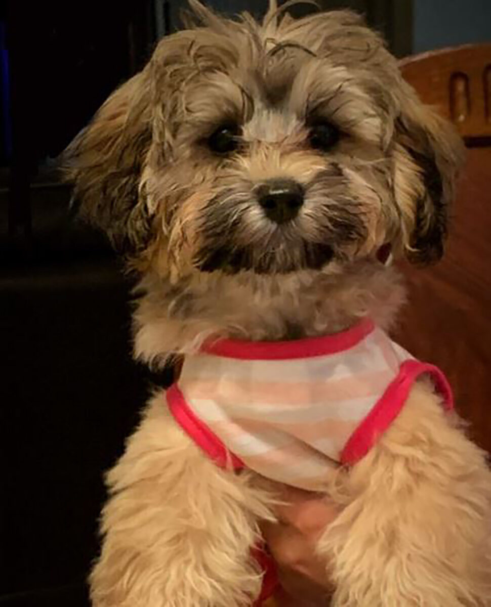 Maltipoo Colors: Everything You Need To Know