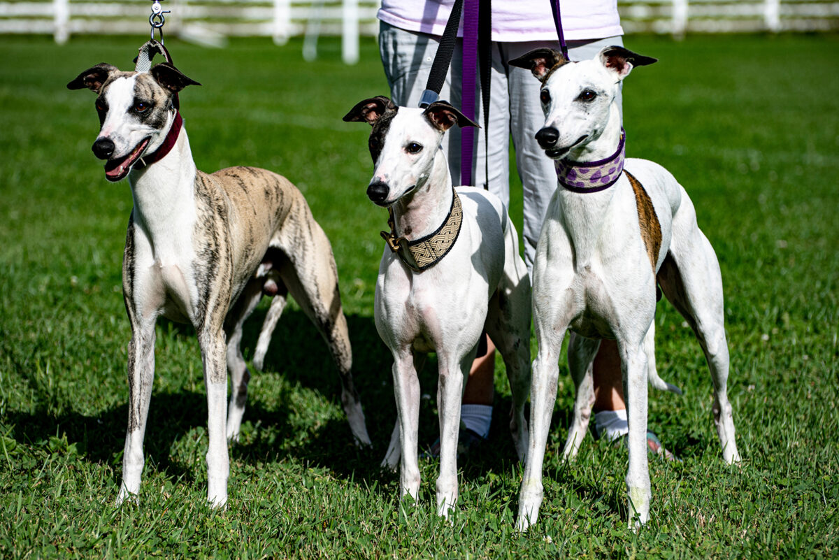 10+ Whippet Colors: Everything You Need To Know