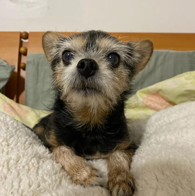 Yorkie Mixes: 40 Gorgeous Mixed Dog Breeds