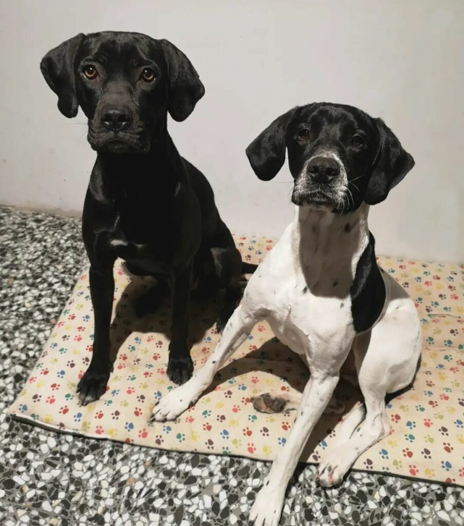 These 25 Weimaraner Mixes Will Steal Your Heart