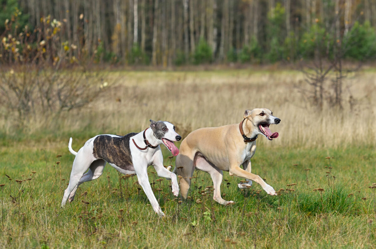 10+ Whippet Colors: Everything You Need To Know