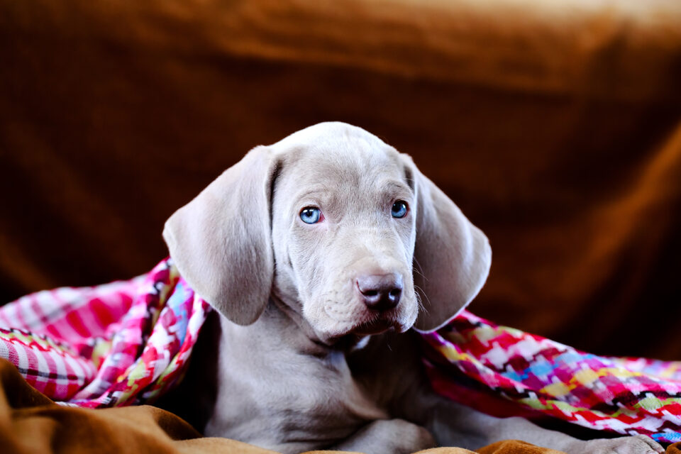 6 Weimaraner Breeders In Ontario That You Need To Know About