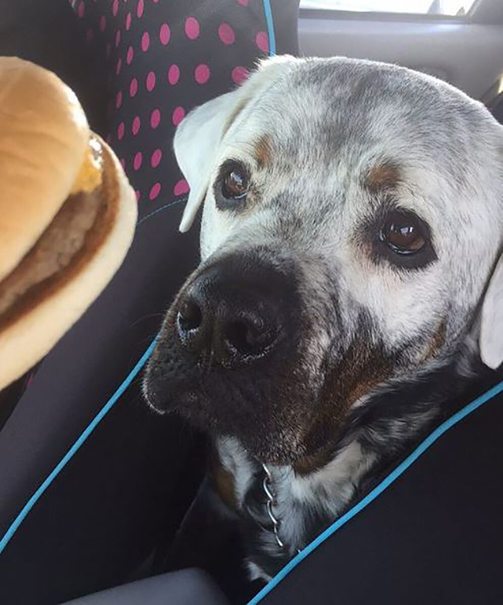 Rottweiler Colors: Do Rotties Only Come In Black And Mahogany?