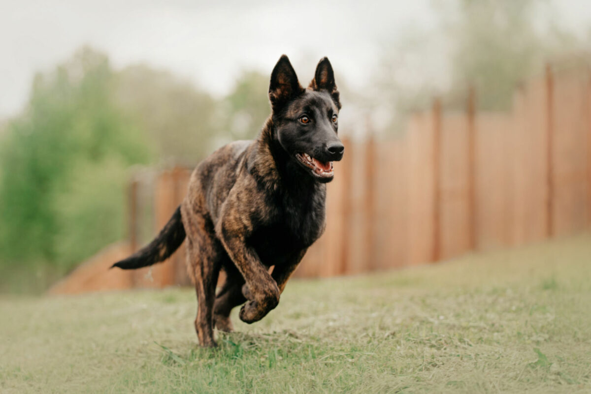 35 Shepherd Dog Breeds: The Best Guide To The Herding Dog