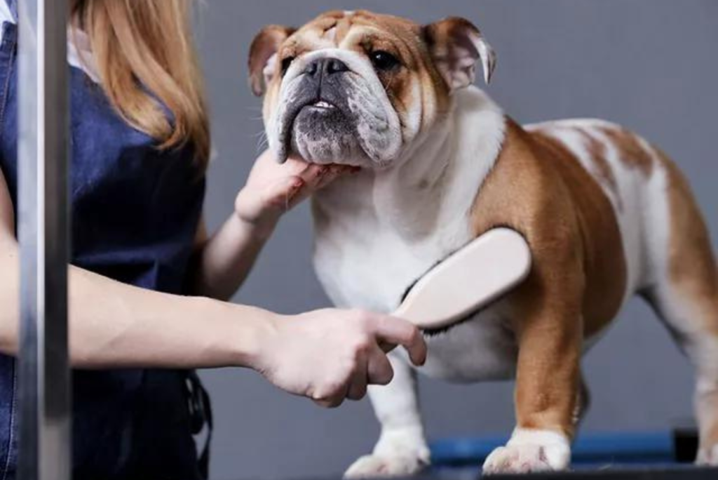 All About Mini English Bulldog: Can You Handle The Cuteness?