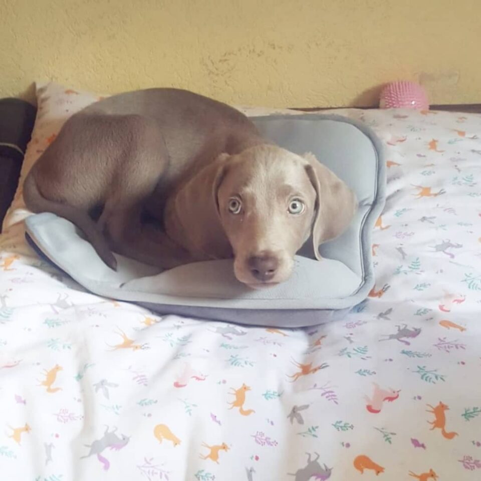 Mini Weimaraner: Shrunken Down To Cuteness