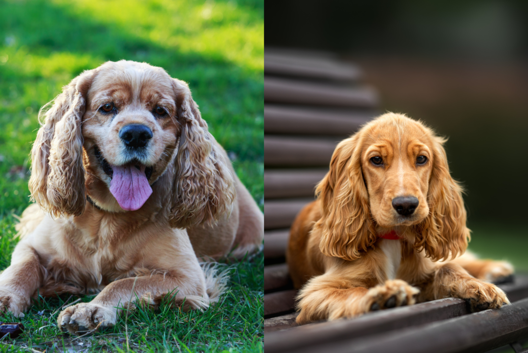 The Mini Cocker Spaniel: Everything You Need to Know