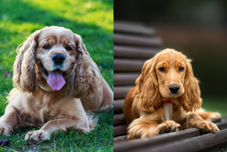 The Mini Cocker Spaniel: Everything You Need to Know