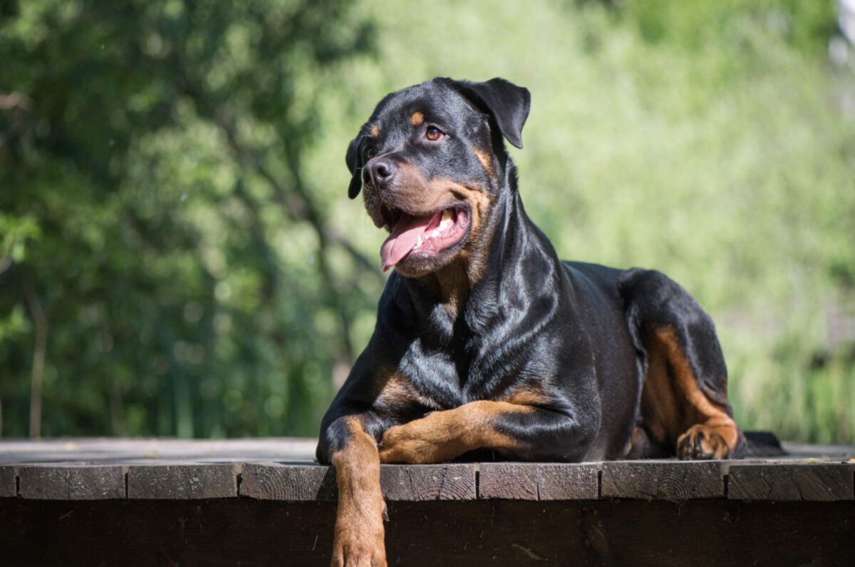 The 3 Types Of Rottweilers: An Extensive Guide