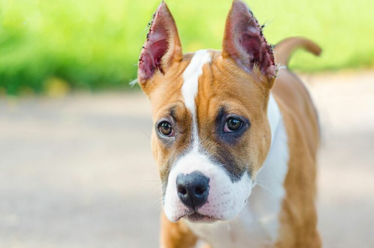 What Is A Bait Dog? The Ugly Truth