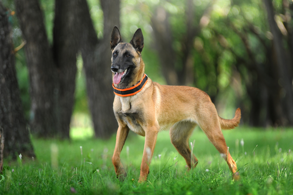 Are Belgian Malinois Good With Kids? Detailed Explanation