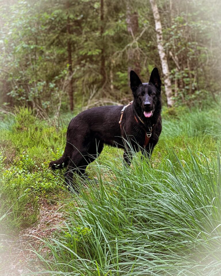 Top 10 Black German Shepherd Breeders Across The U.S.