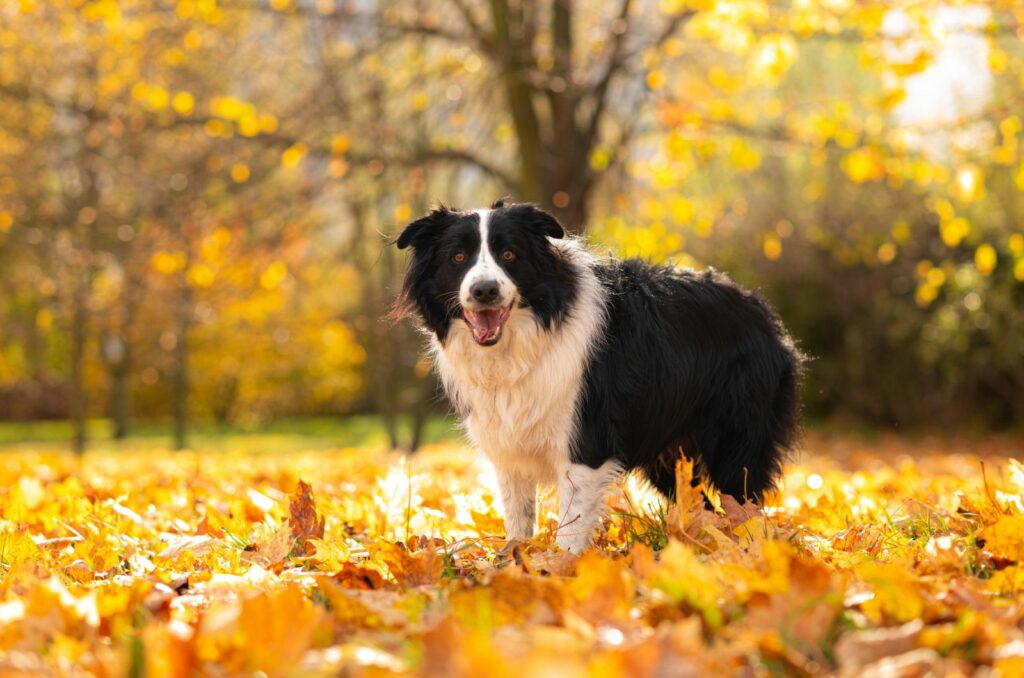 Mini Border Collie — Everything You Need To Know