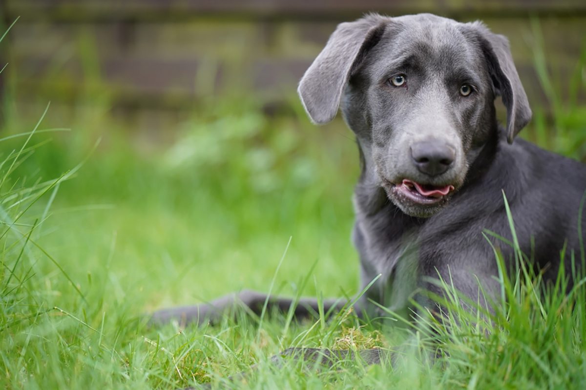 Charcoal Lab: Unique Labrador Retriever Color