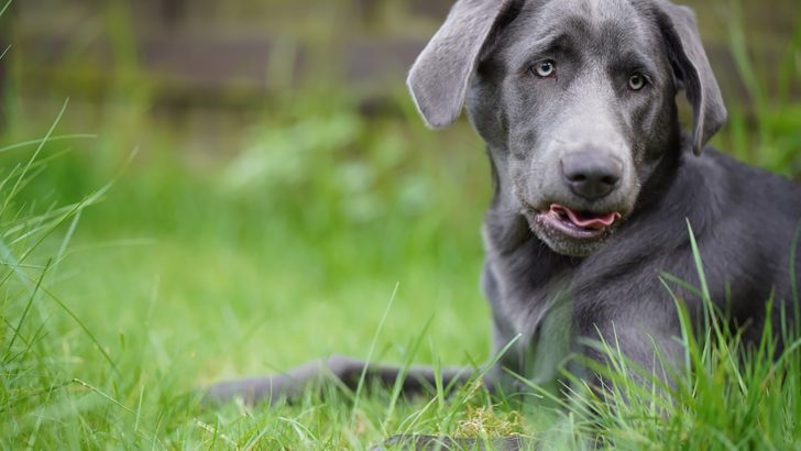 Are There Gray Labrador Retrievers