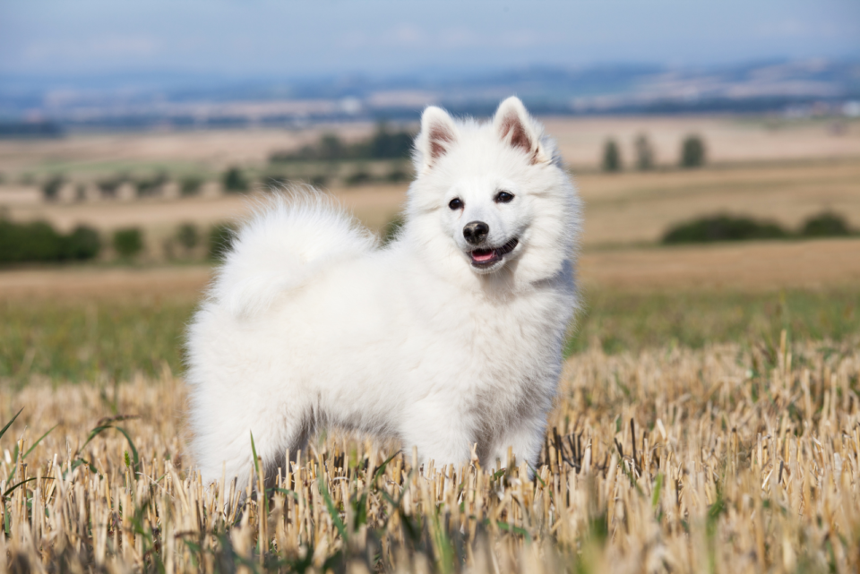 40 German Dog Breeds That You Will Love